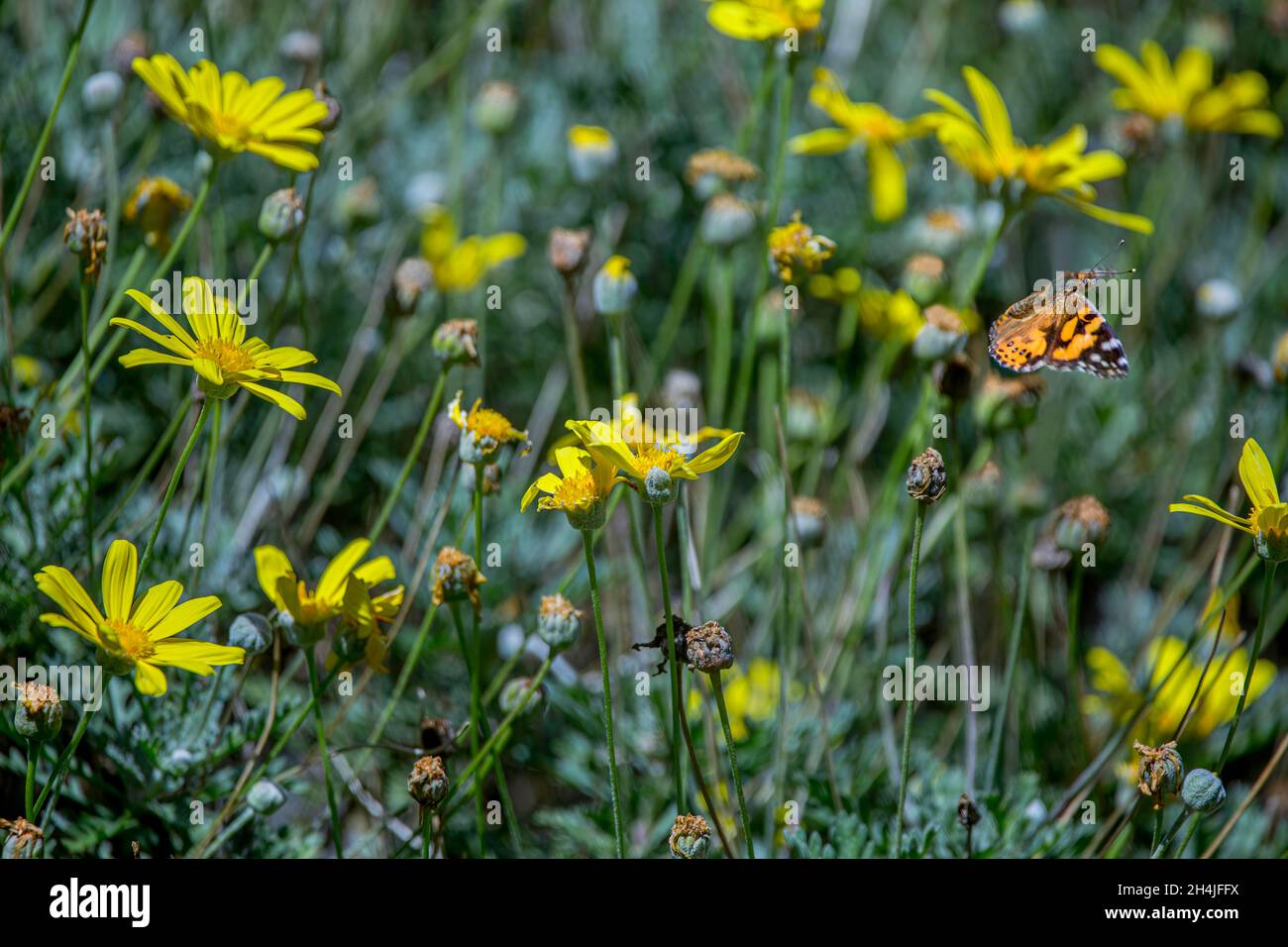 Butterfly flying over flowers hi-res stock photography and images - Alamy