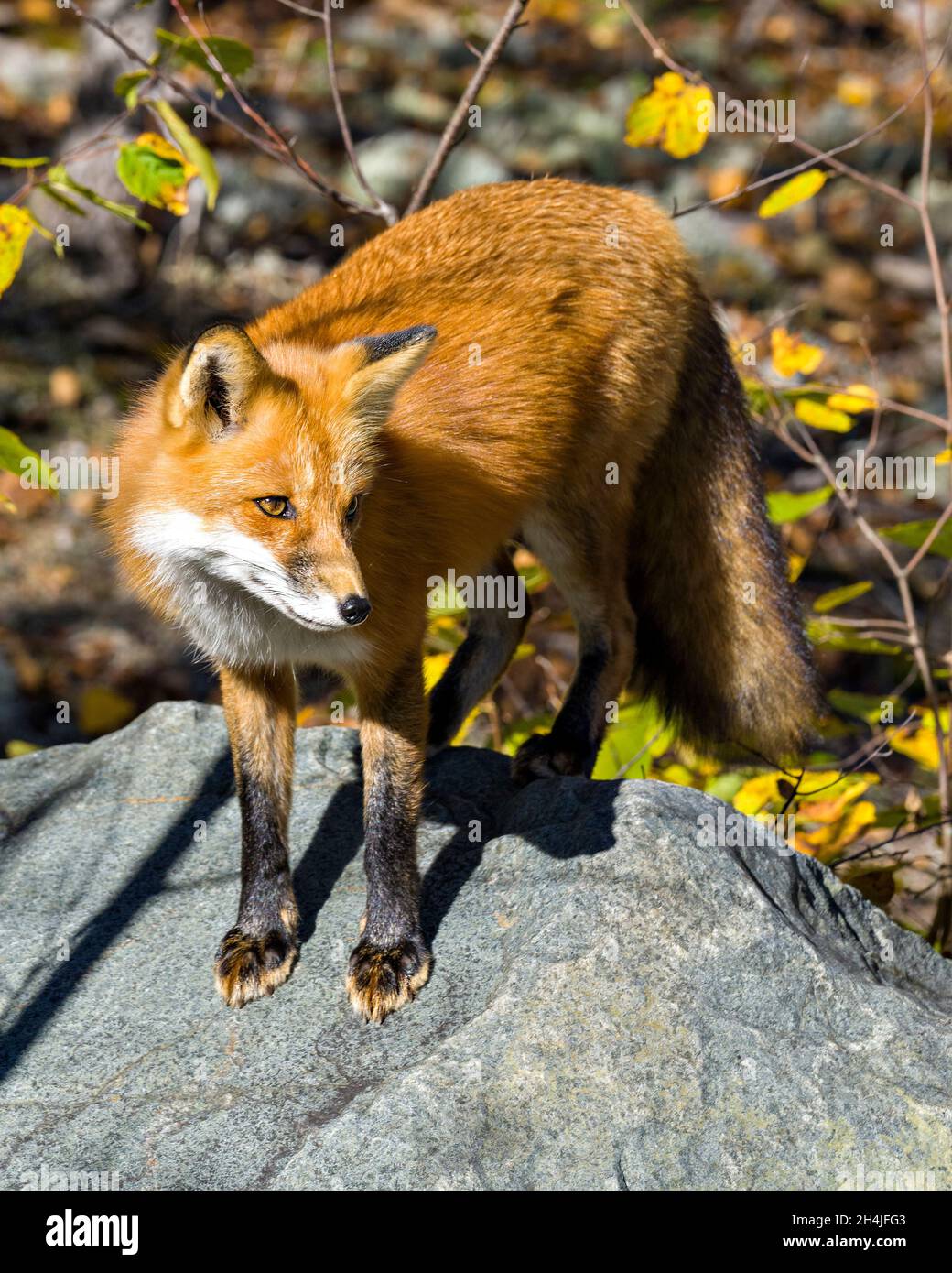 Red fox close-up standing on a big rock and looking at camera with a ...