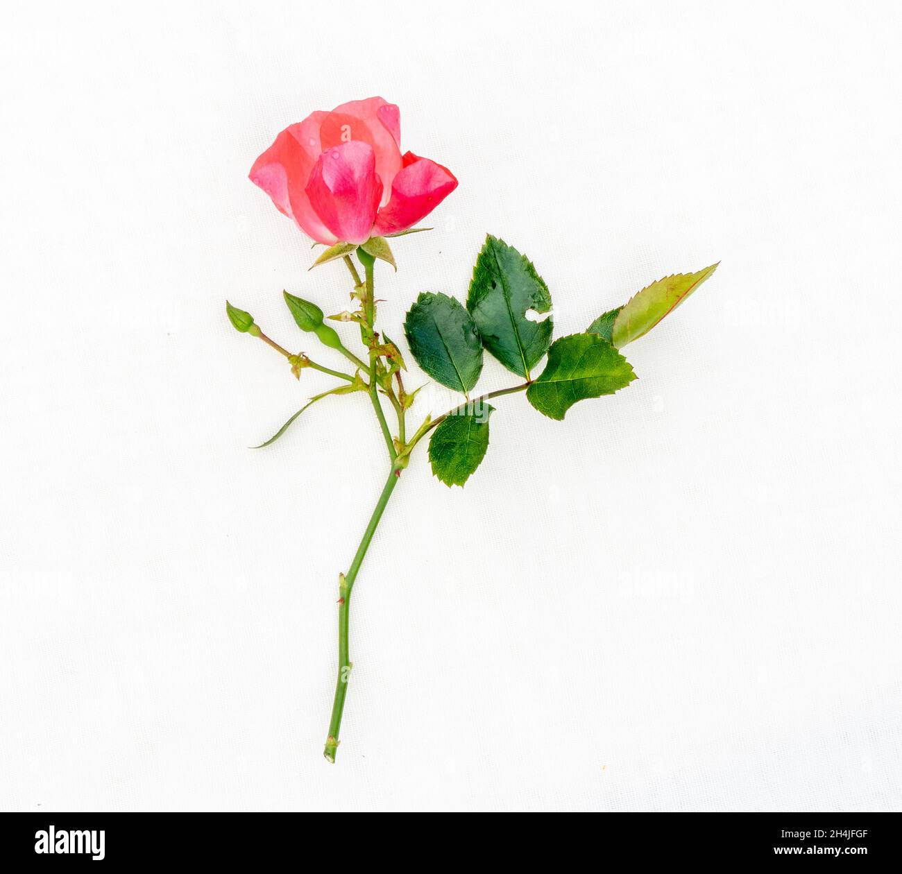 Single rose hi-res stock photography and images - Alamy