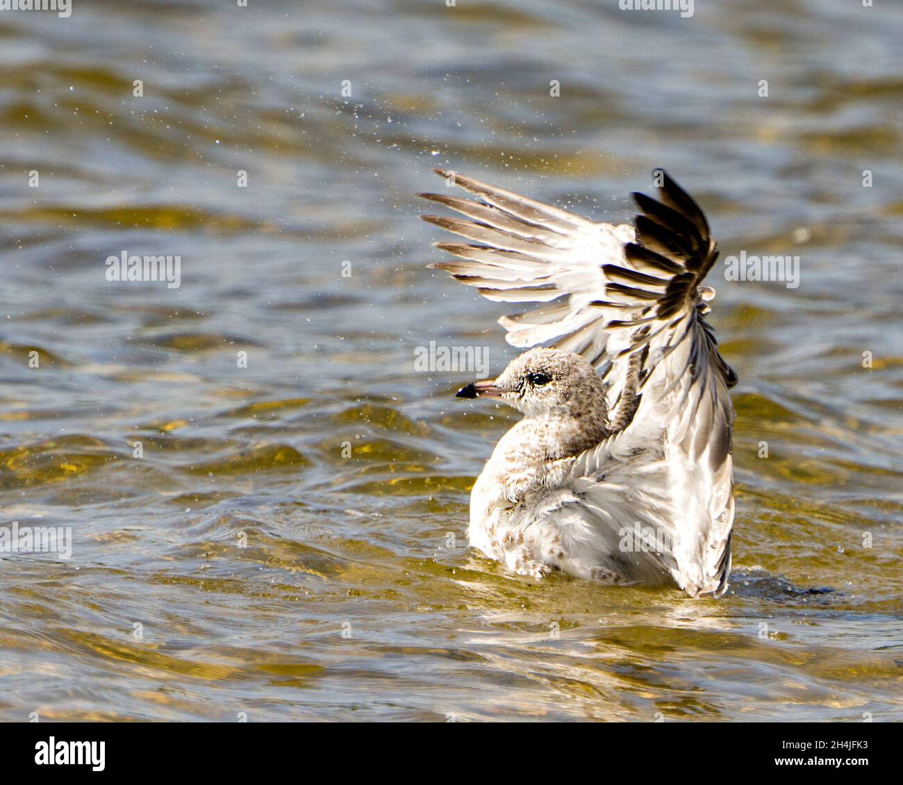 Seagull side view bird hi-res stock photography and images - Alamy