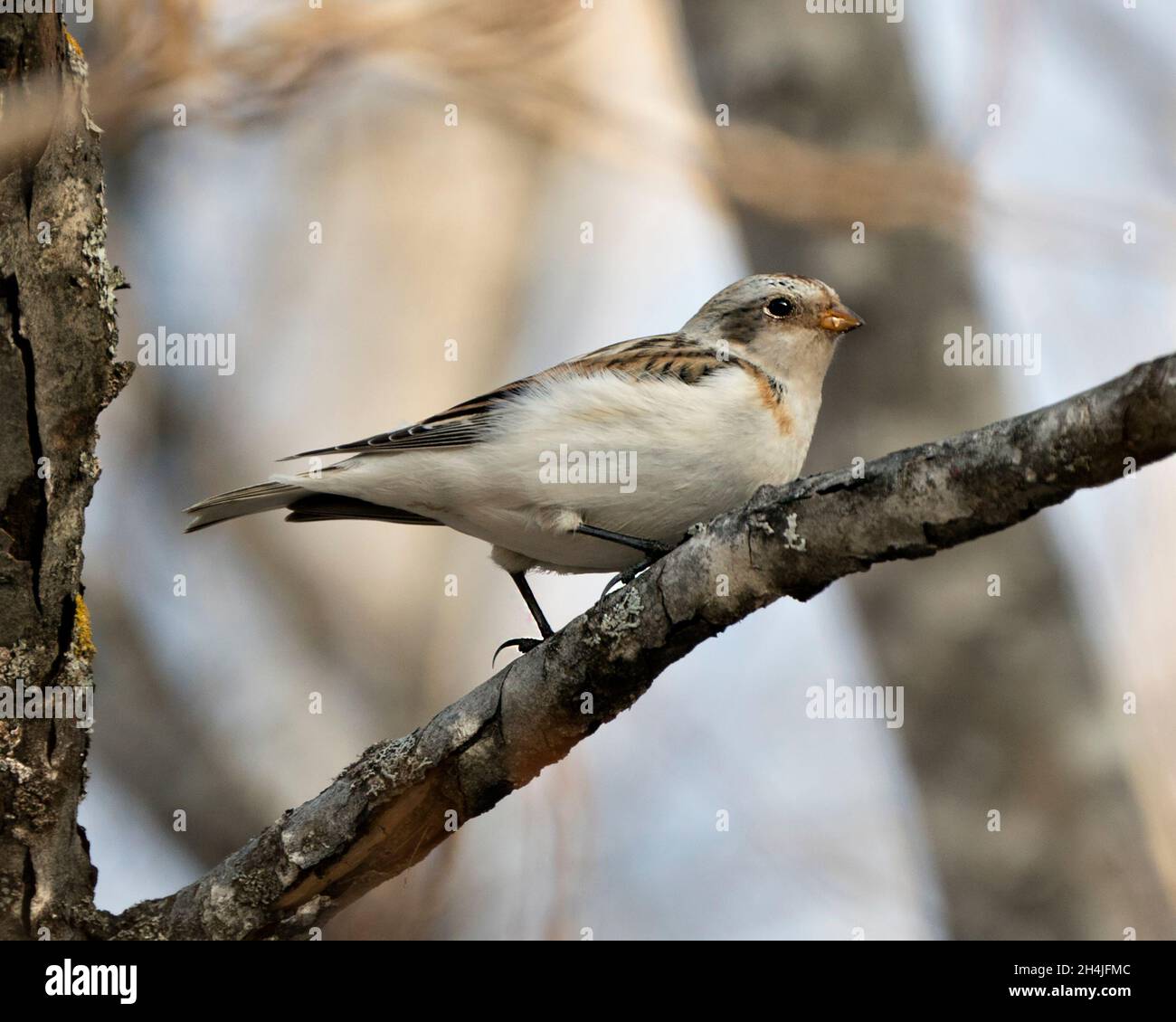 Snow bunting impressive bird hi-res stock photography and images - Alamy