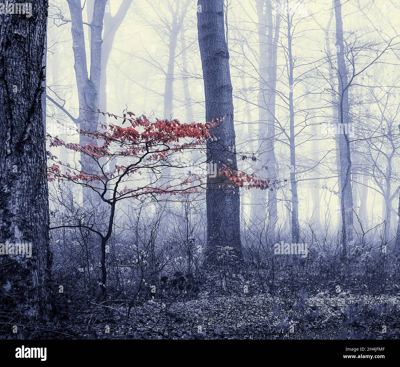 Beech sapling hi-res stock photography and images - Alamy