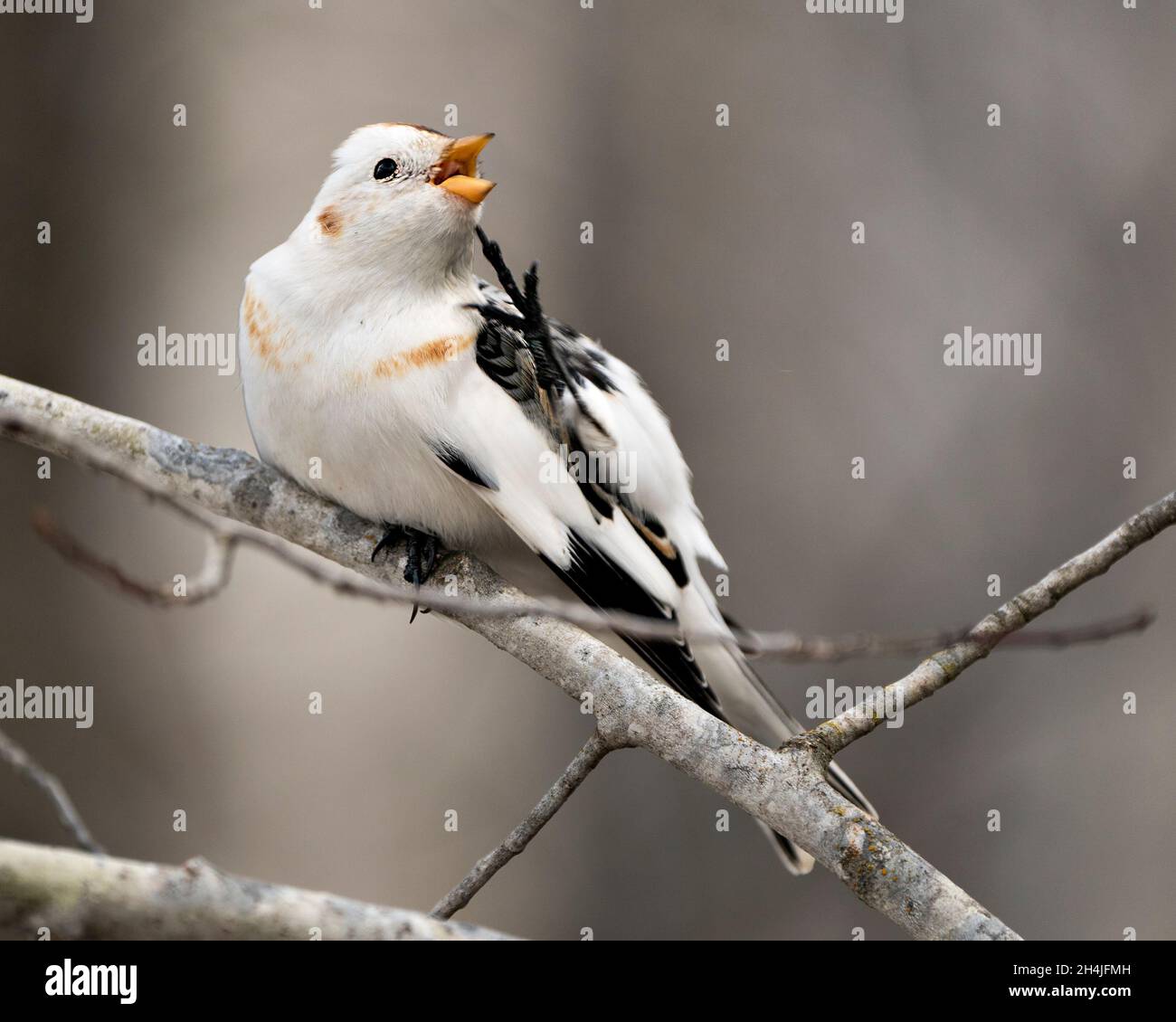 Snow bunting impressive bird hi-res stock photography and images - Alamy