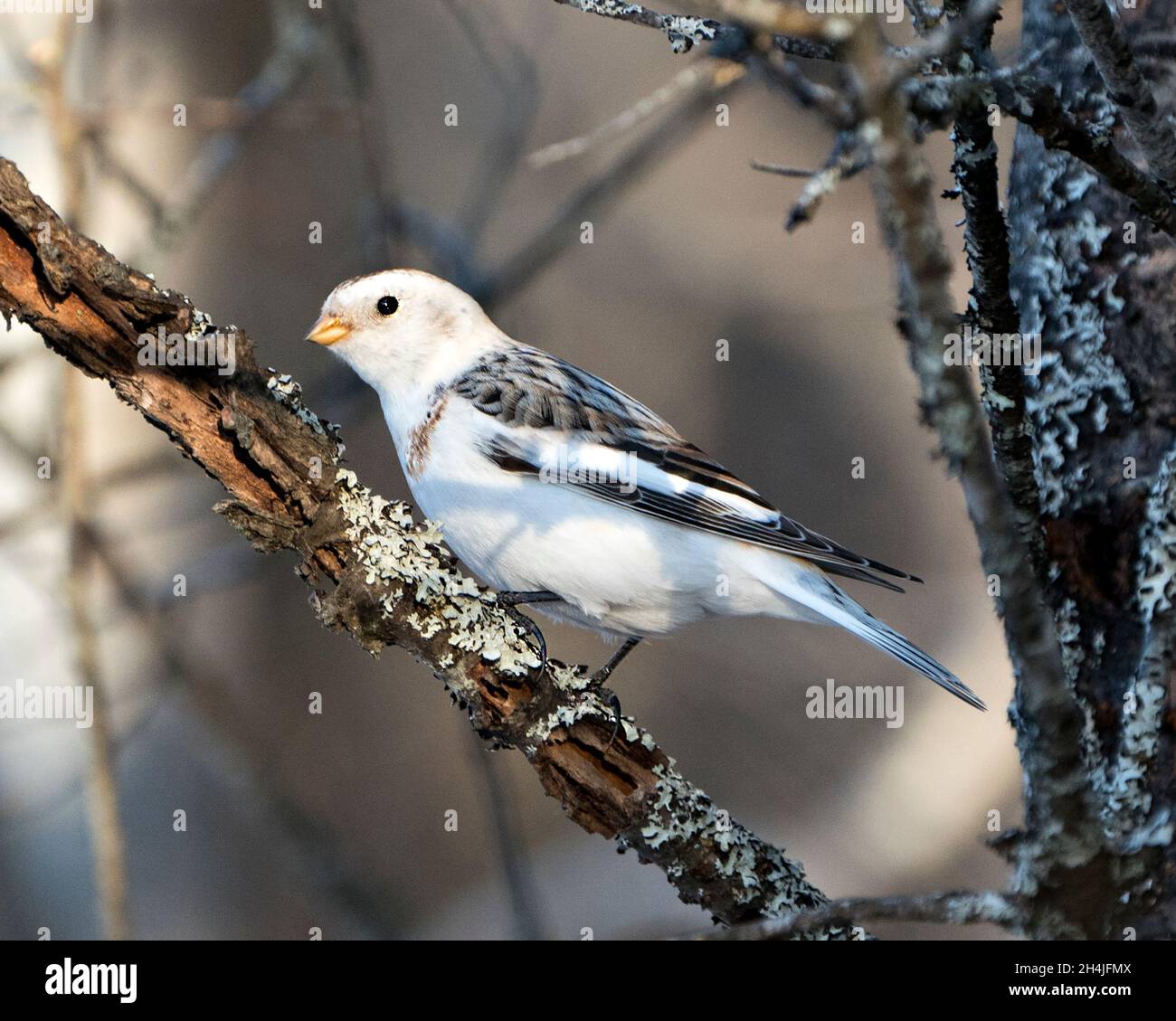 Snow bunting impressive bird hi-res stock photography and images - Alamy