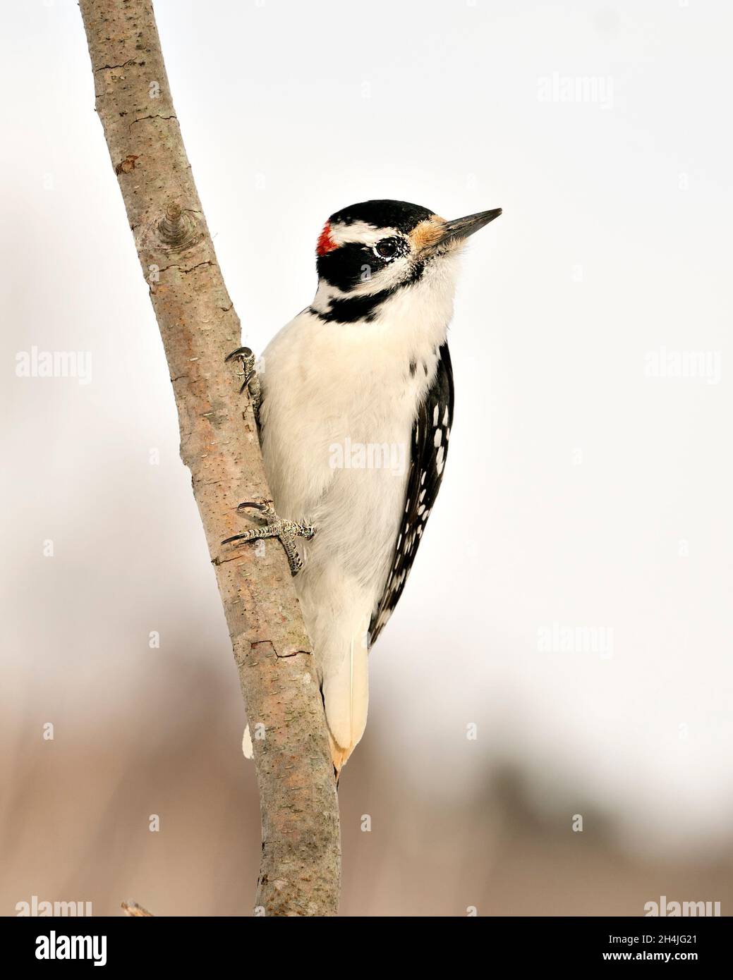 Woodpecker male close-up profile view perched on a tree branch with ...