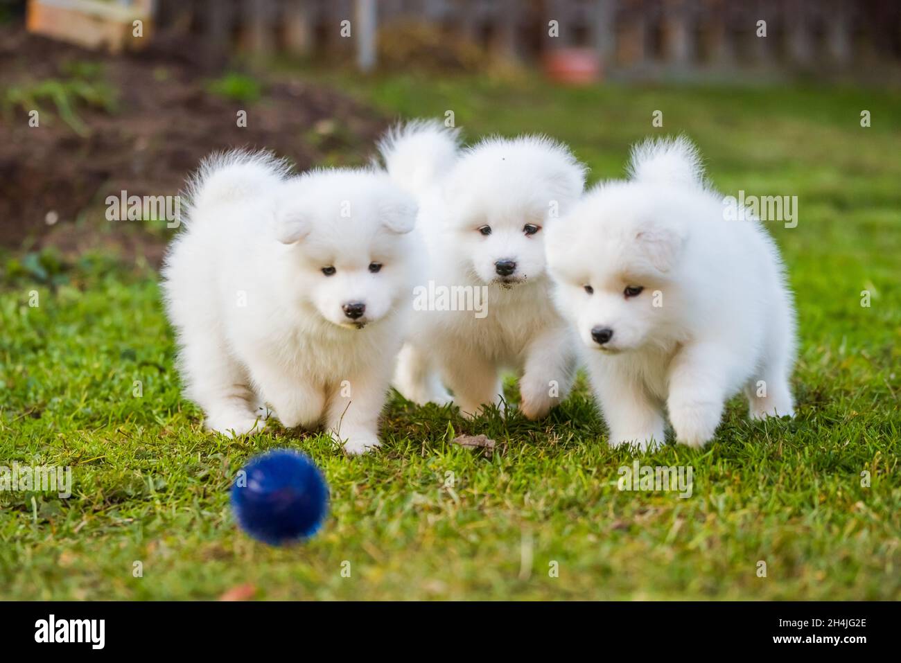 Funny fluffy white Samoyed puppies dogs are playing with a ball Stock ...