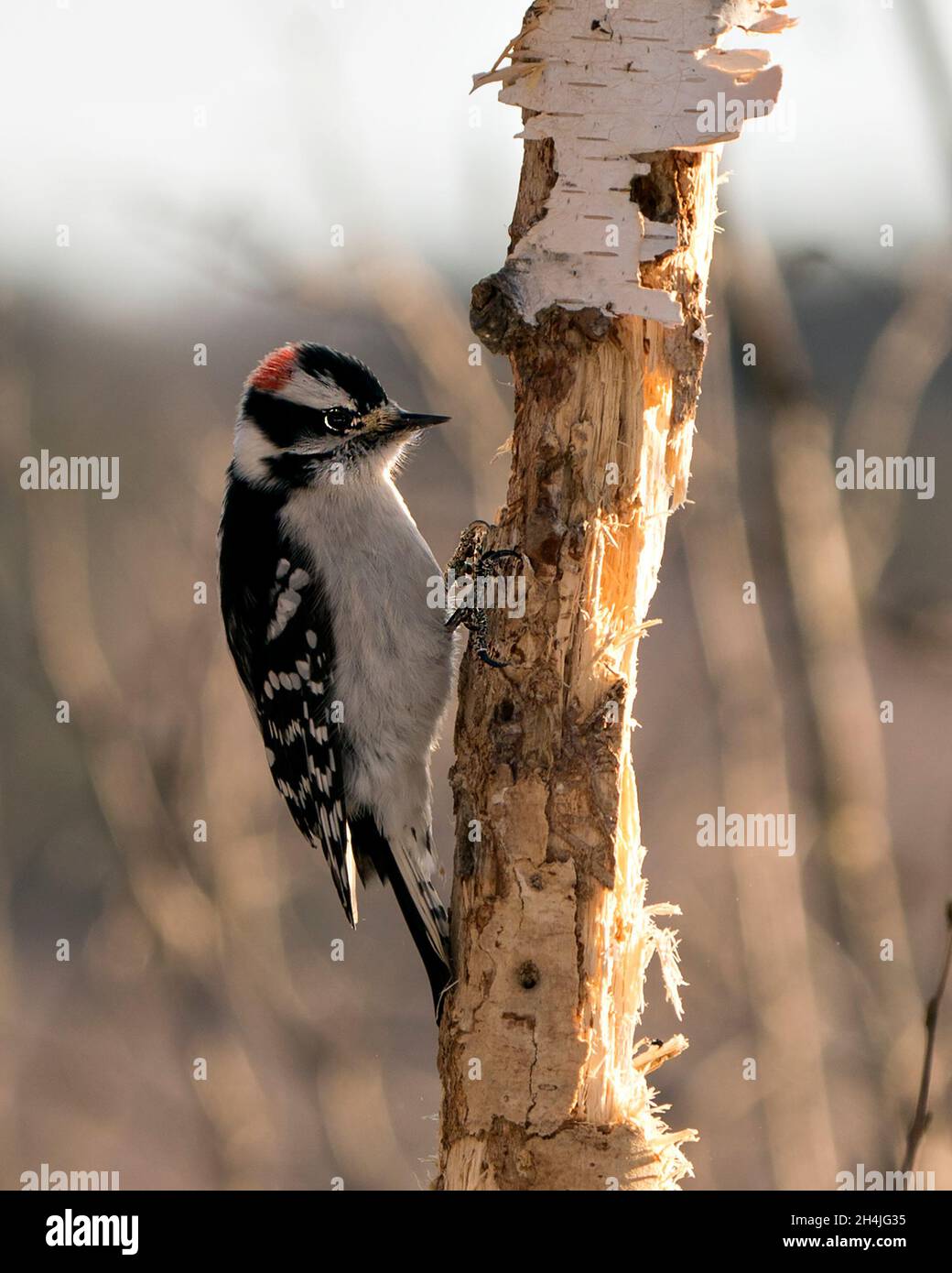 Woodpecker artist photo bird hi-res stock photography and images - Alamy