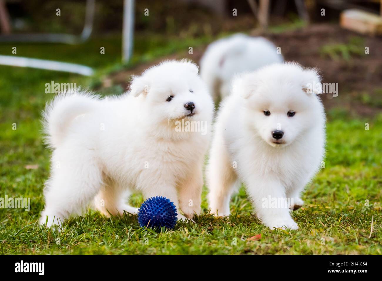 Funny fluffy white Samoyed puppies dogs are playing with a ball Stock ...