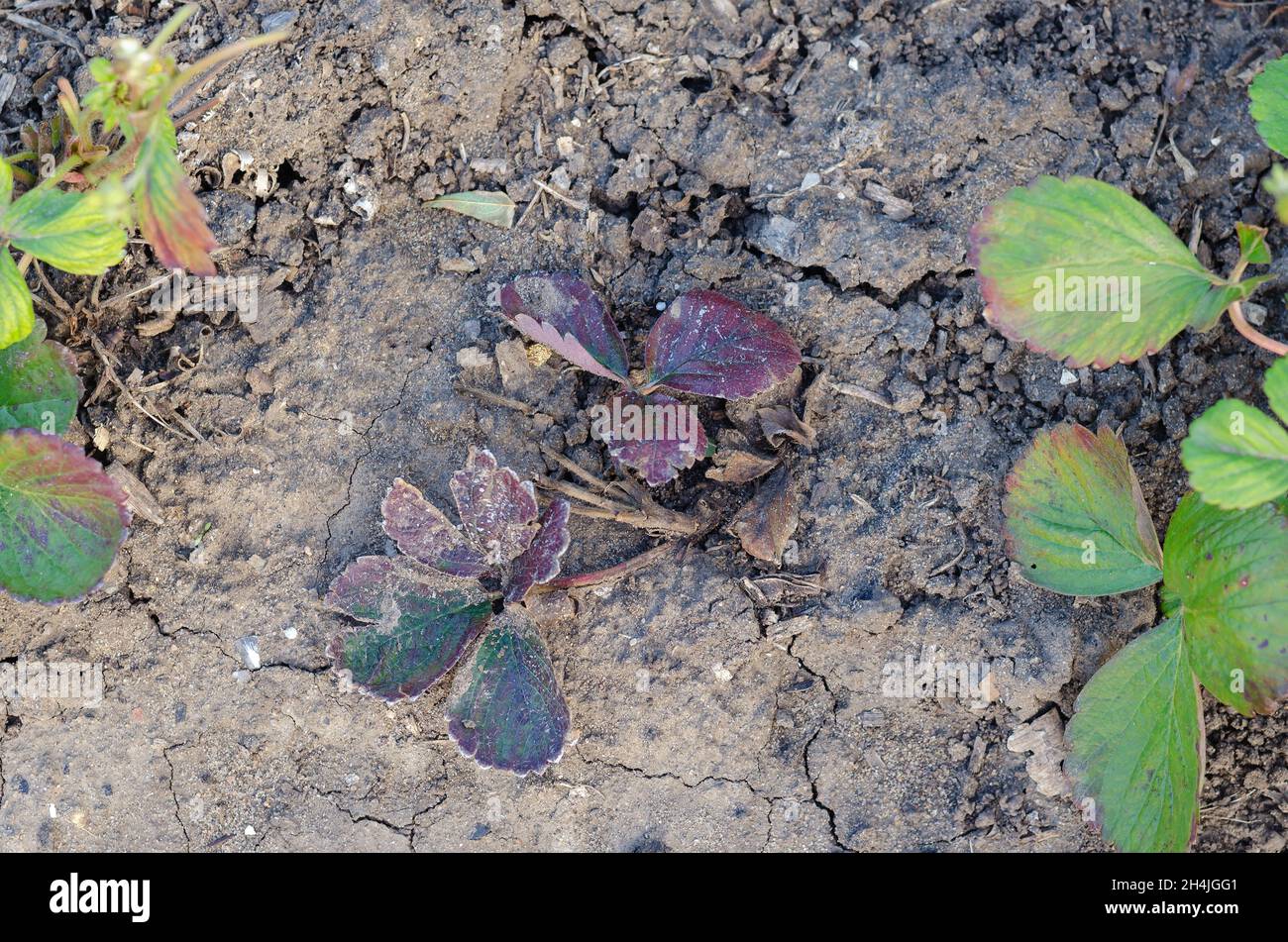 A strawberry bush with lilac leaves on a farmer's bed. Diseases of ...