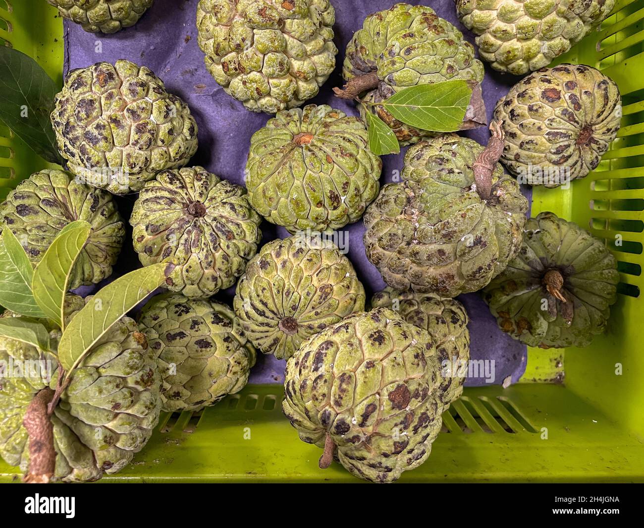 Sita fal hi-res stock photography and images - Alamy