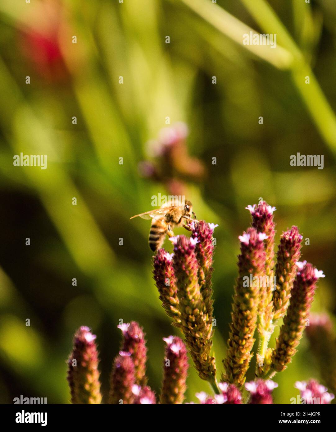 bee collecting pollen Stock Photo - Alamy