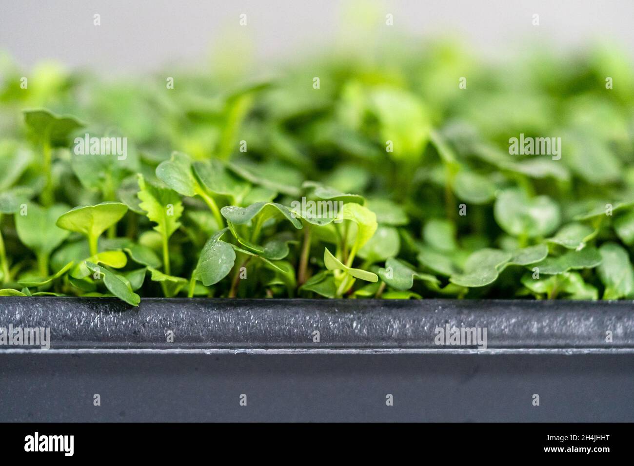 Harvesting radish microgreens from a large plastic tray Stock Photo - Alamy