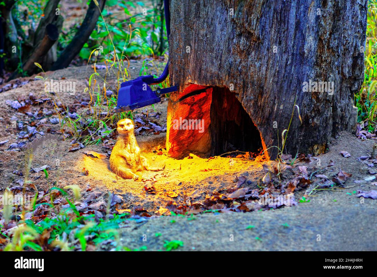 Happy suricate hi-res stock photography and images - Alamy