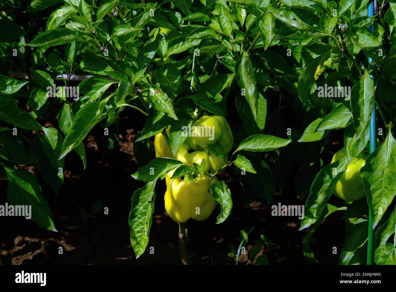 Bell pepper stalk paprika hi-res stock photography and images - Alamy