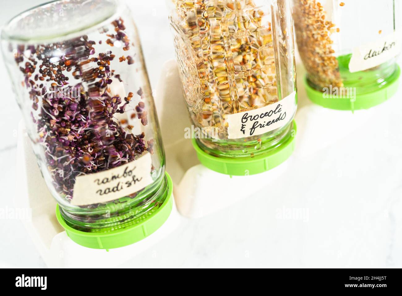 Day 4. Growing organic sprouts in a mason jar with sprouting lid on the ...