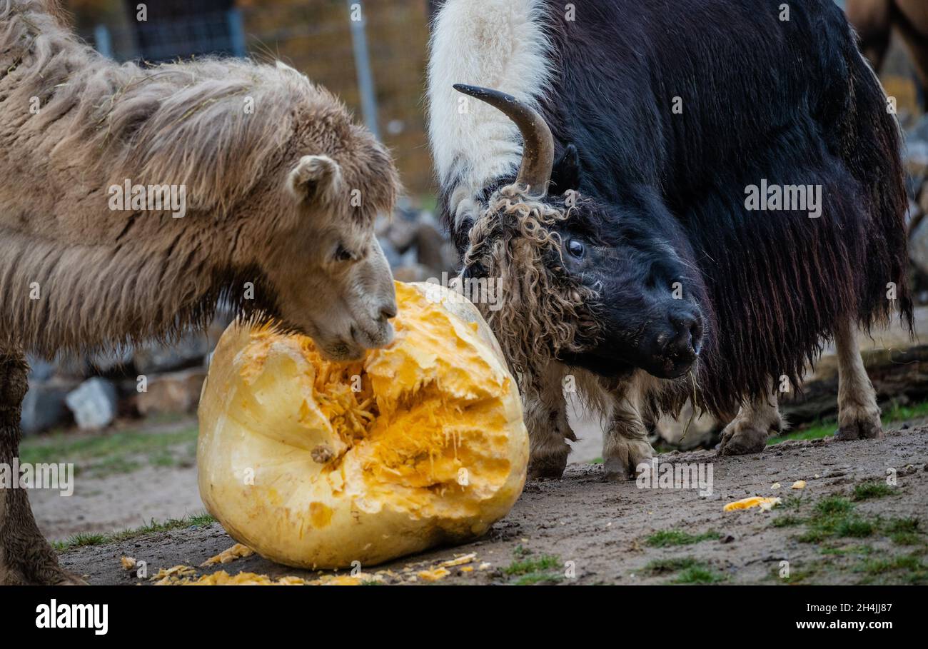 Stuttgart, Germany. 03rd Nov, 2021. A camel and a bull yak at Wilhelma ...