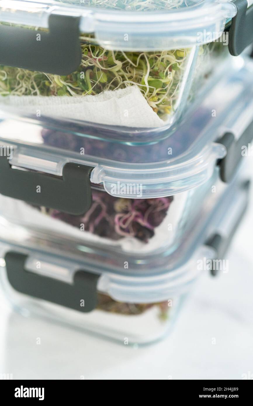 Day 6. Packaging freshly harvested organic sprouts into a glass ...