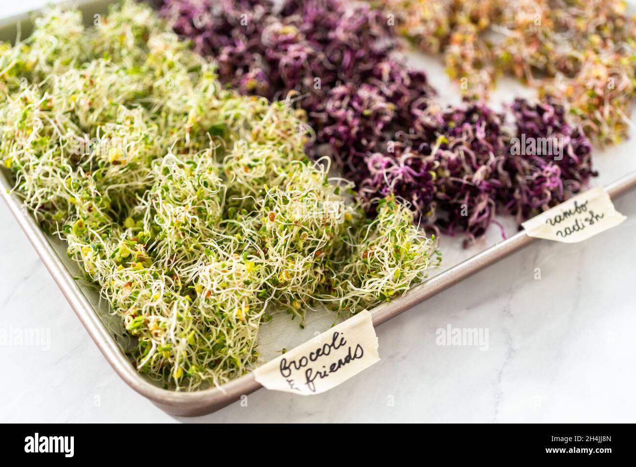 Day 6. Drying freshly harvested organic sprouts on a baking sheet lined ...