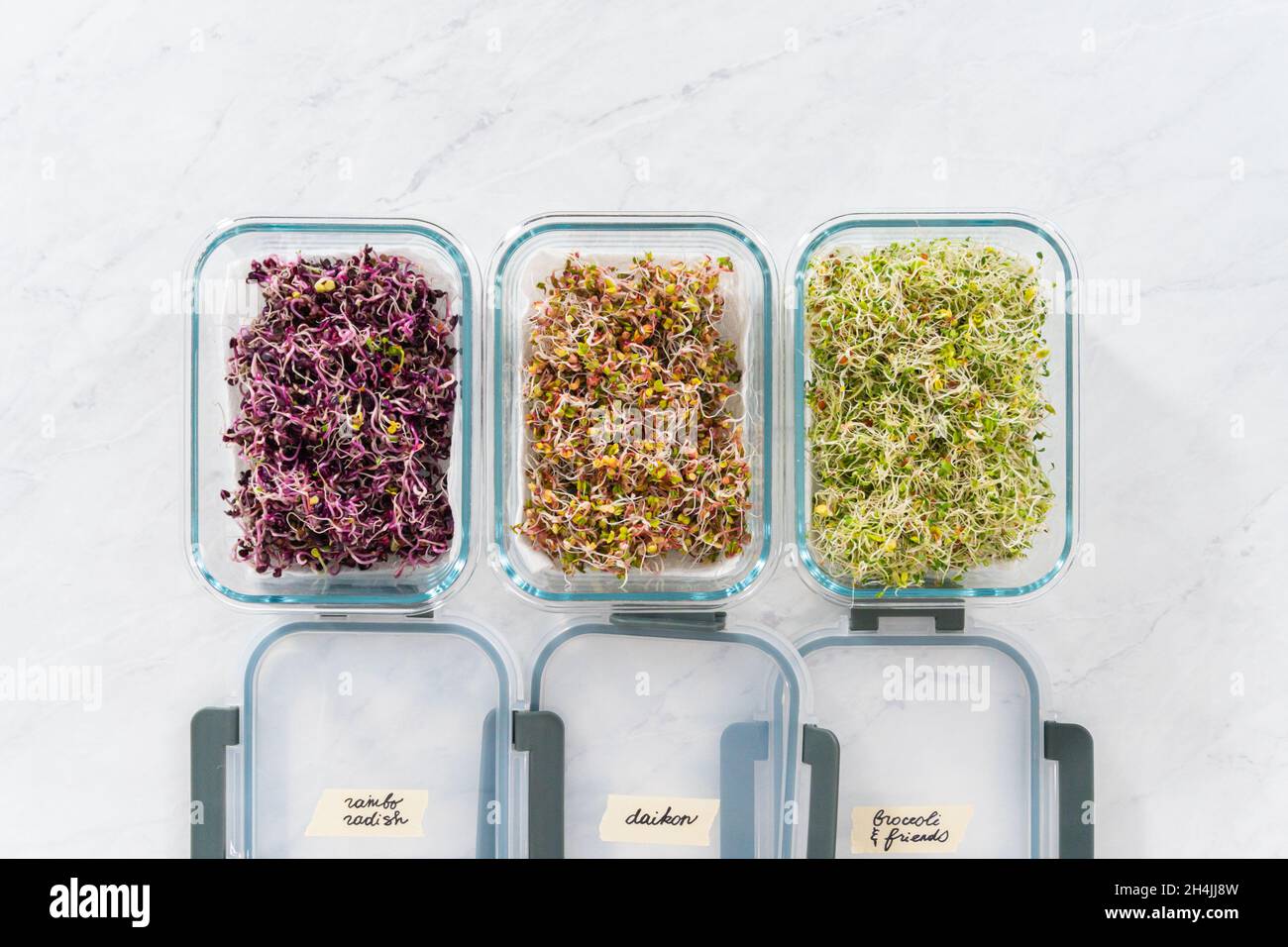 Day 6. Flat lay. Packaging freshly harvested organic sprouts into a ...