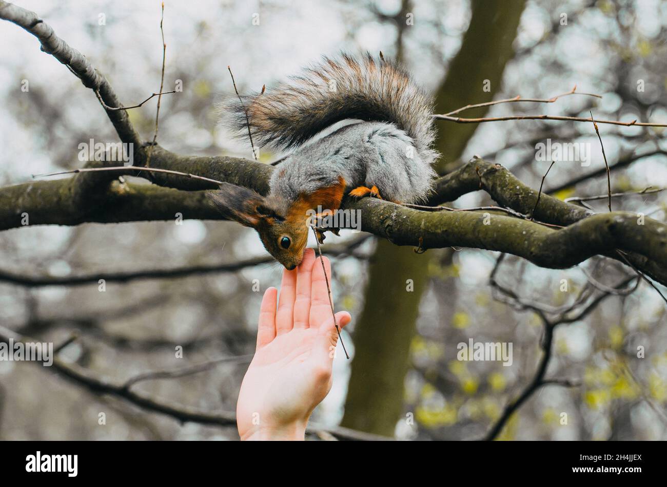 Squirrel touches a human hand on a tree in a spring forest Stock Photo ...