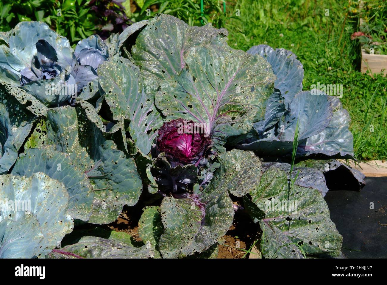 Red cabbage garden bed hi-res stock photography and images - Alamy