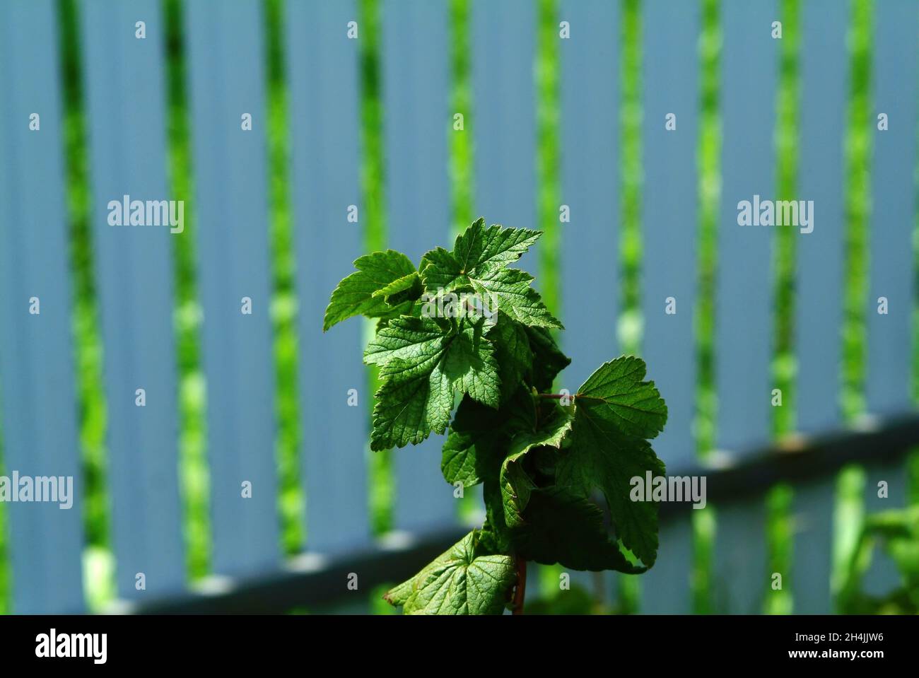 blackcurrant leaves on a branch in the garden, in summer Stock Photo ...
