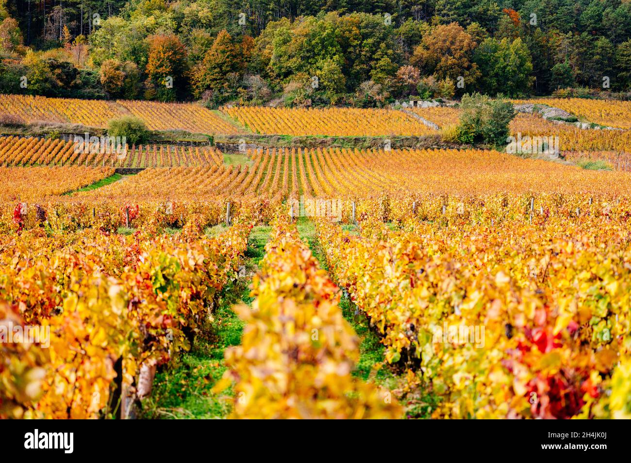 Burgundy, vineyards and landscape in autumn Stock Photo - Alamy