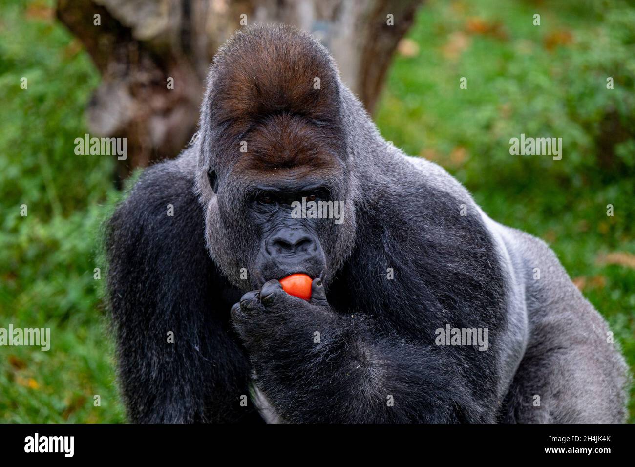 Krefeld, Germany. 03rd Nov, 2021. Gorilla Kidogo eats in his enclosure ...