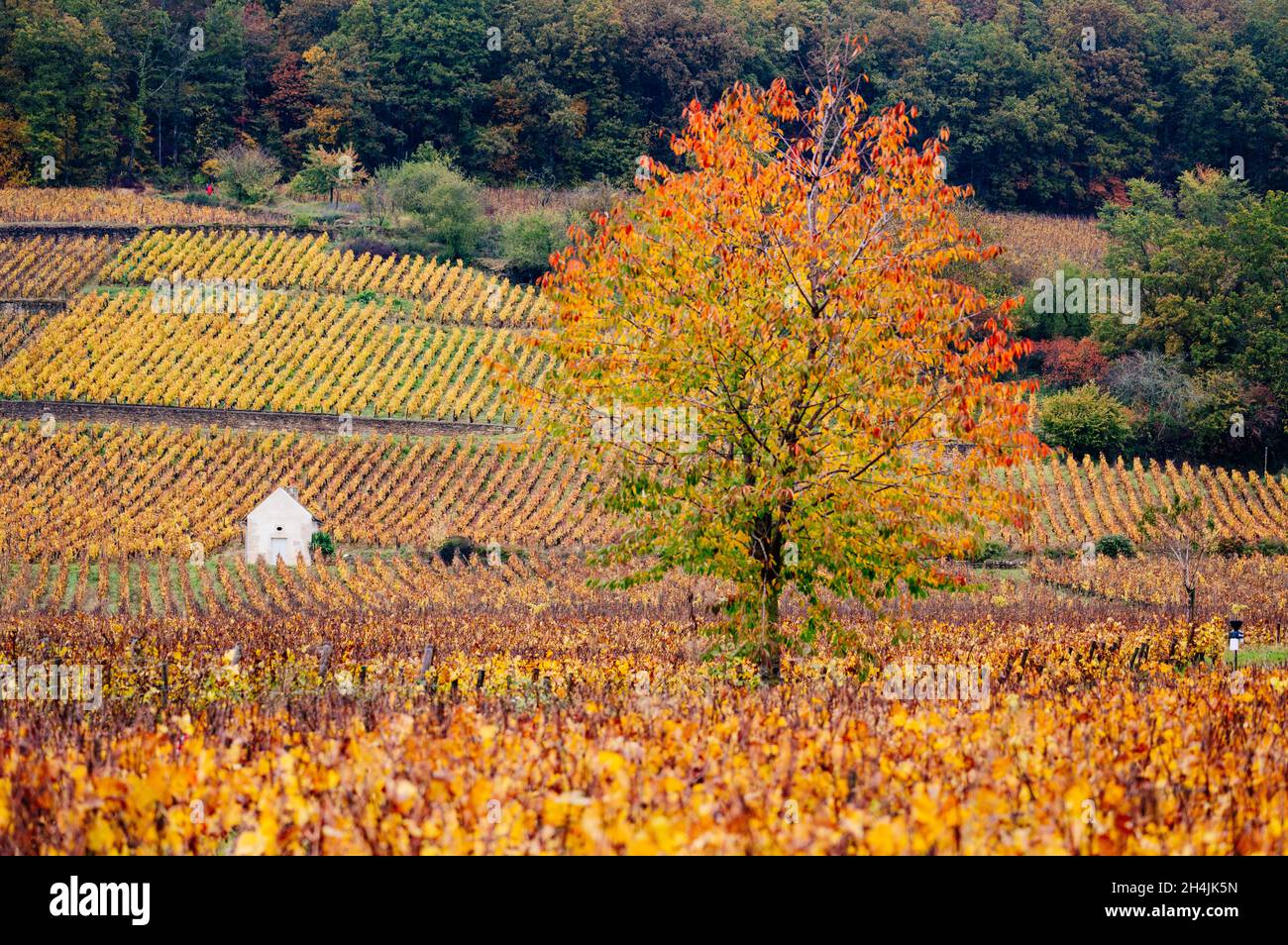 Burgundy, vineyards and landscape in autumn Stock Photo - Alamy
