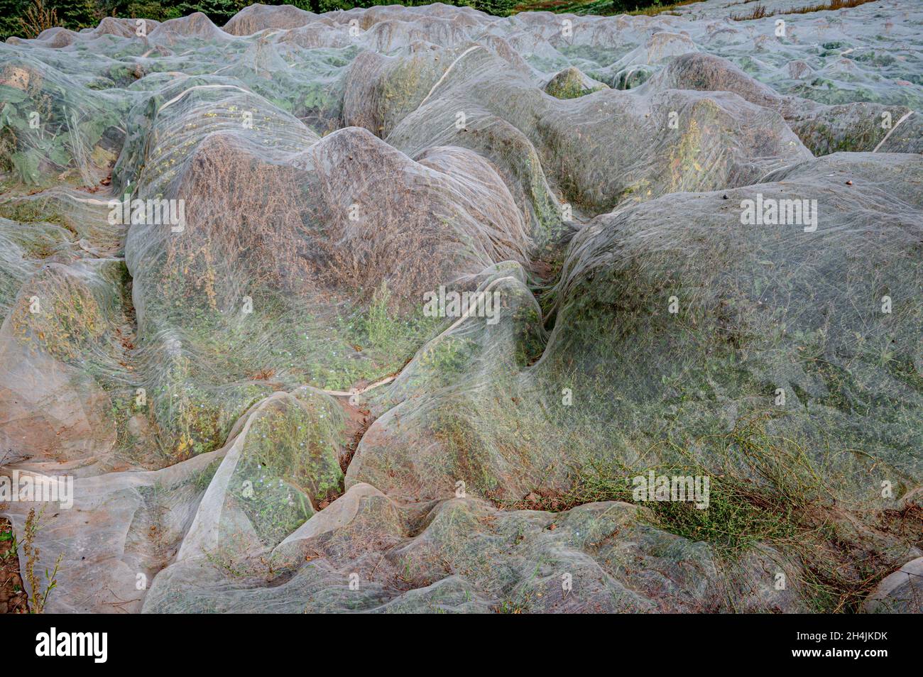 Covering to prevent rabbits and other rodents from eating ground crops ...