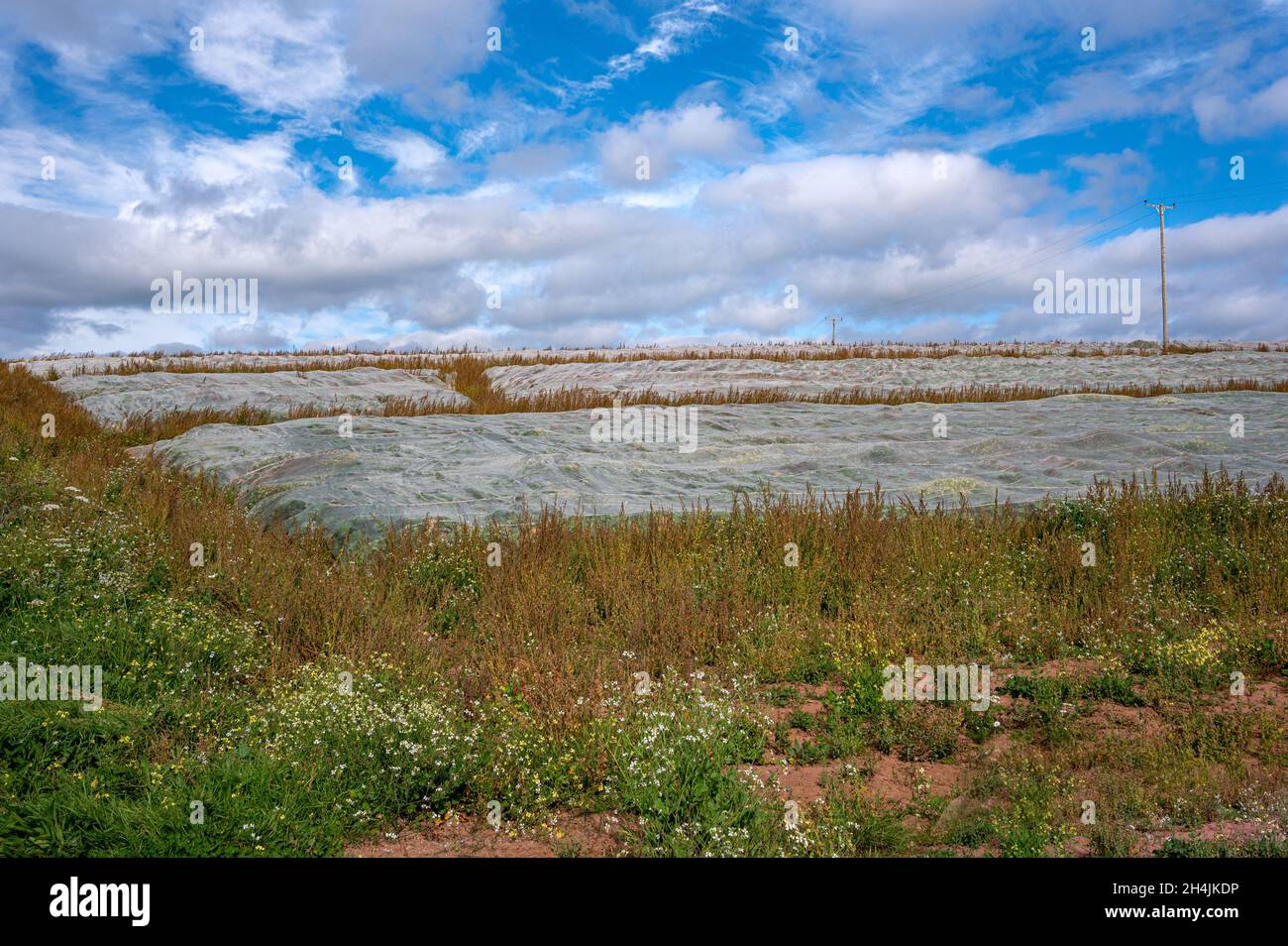 Covering to prevent rabbits and other rodents from eating ground crops ...