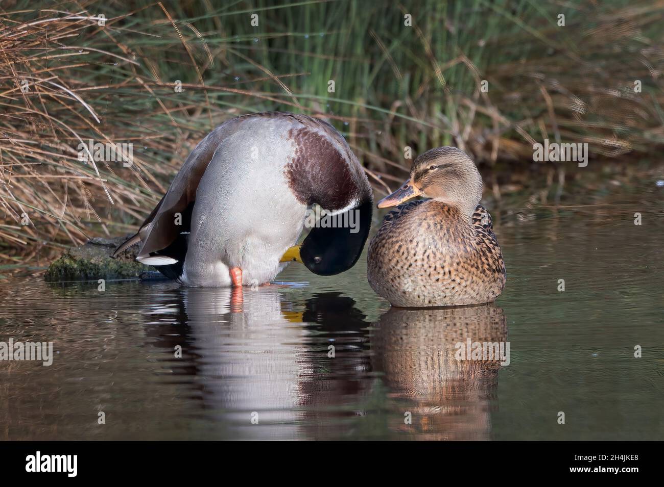 Self inspection hi-res stock photography and images - Alamy