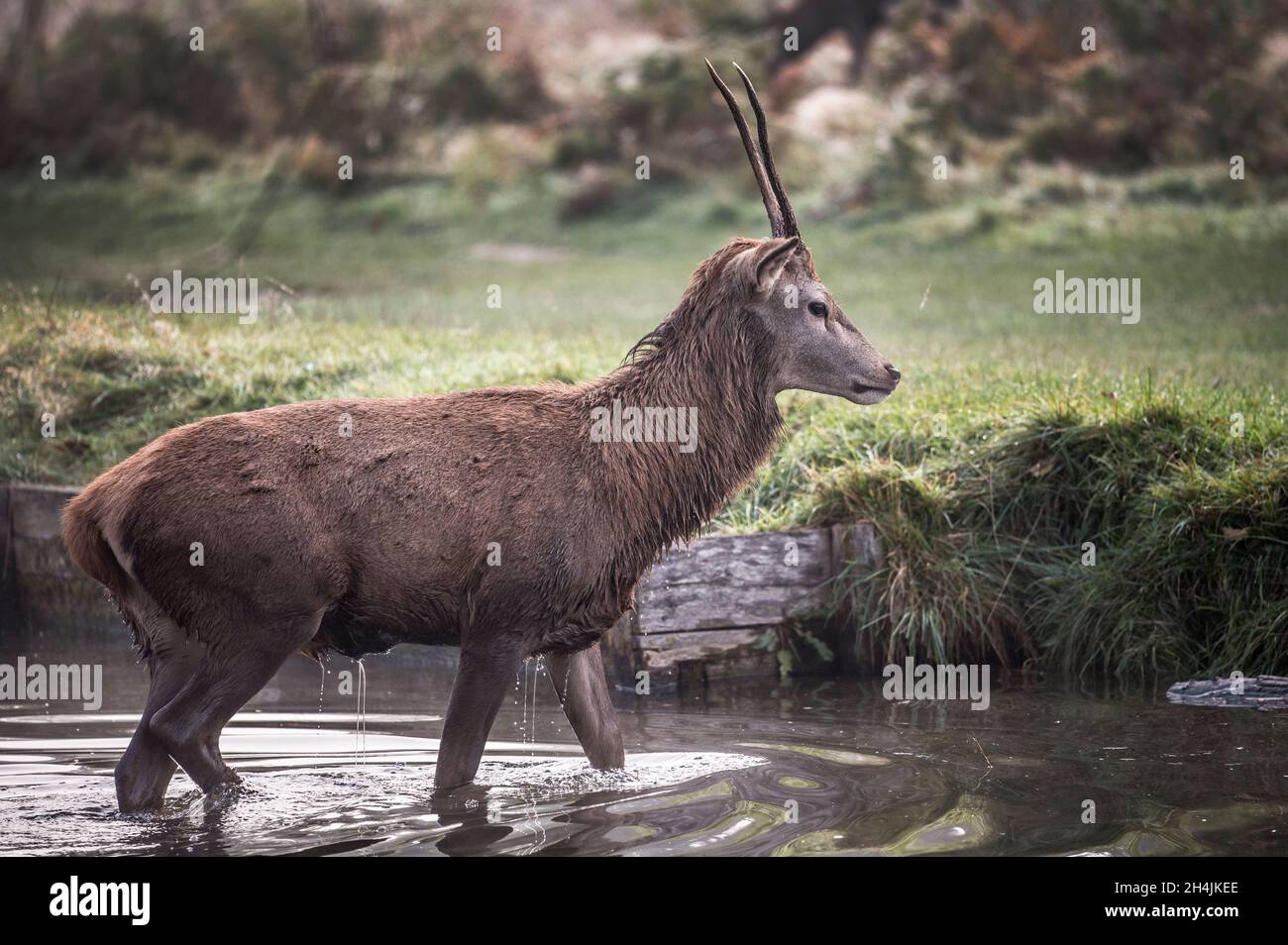 Red deer dripping as coming out of water Stock Photo - Alamy