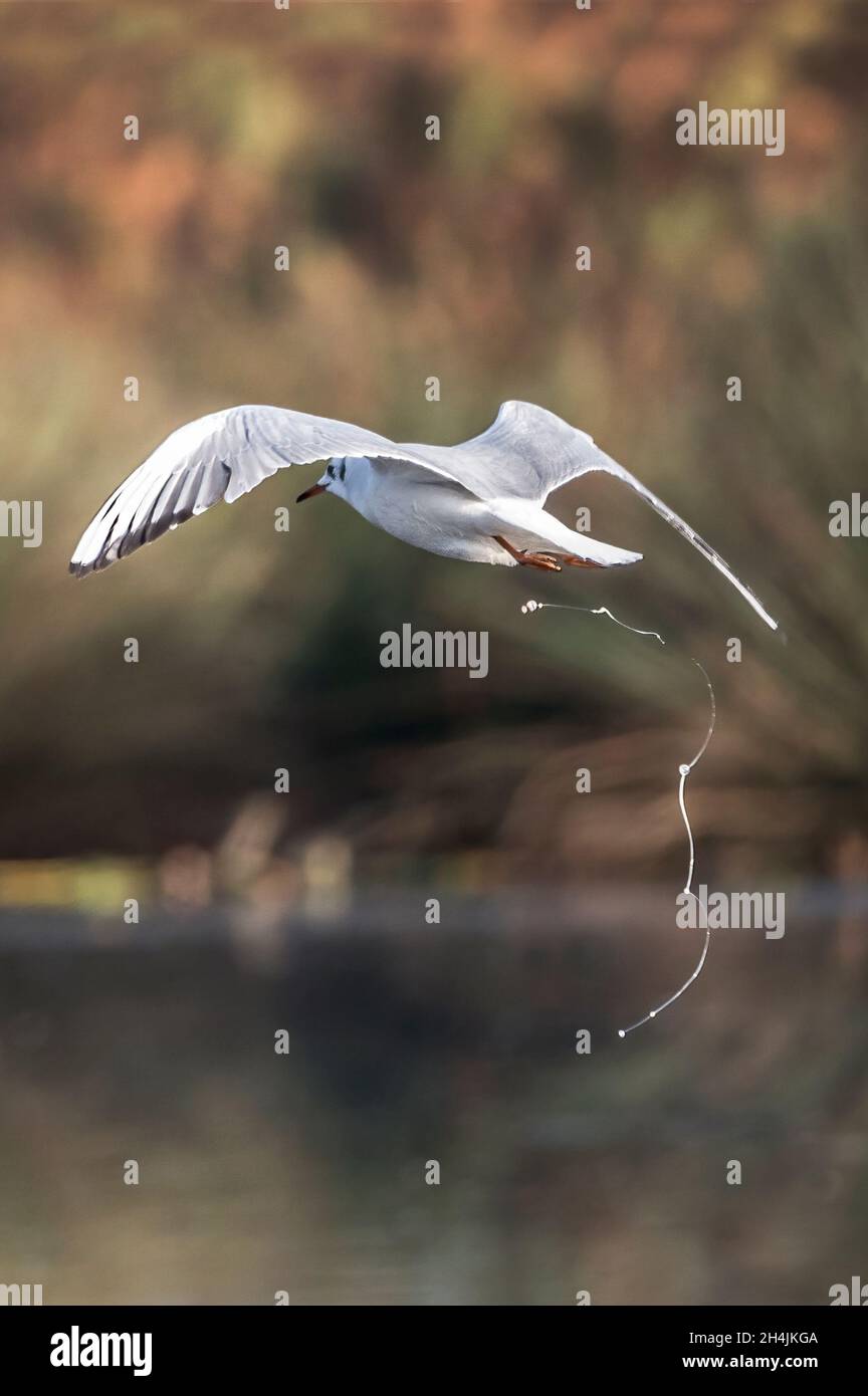 Defecating bird hi-res stock photography and images - Alamy