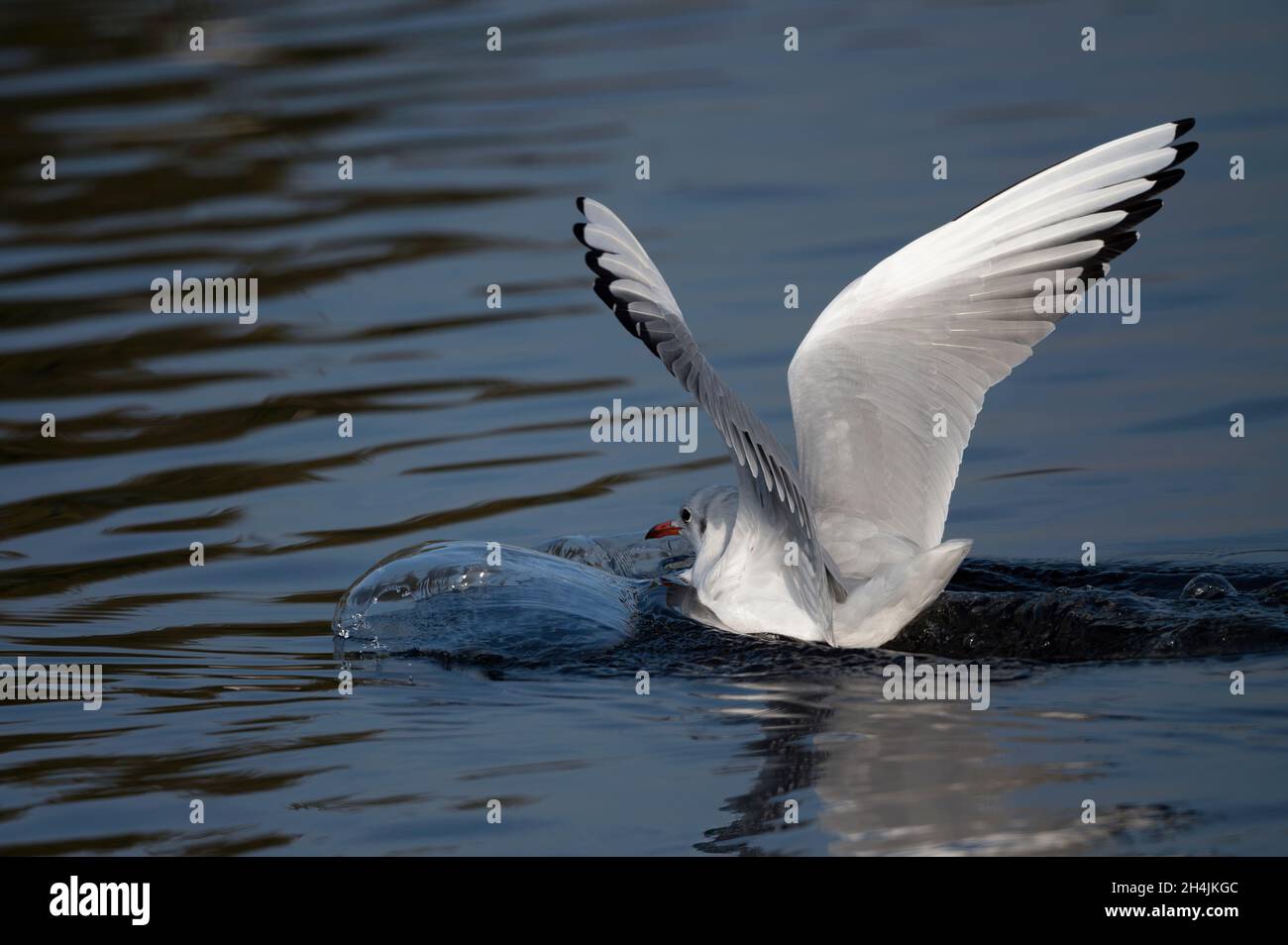 Seagull landing with a splash Stock Photo - Alamy