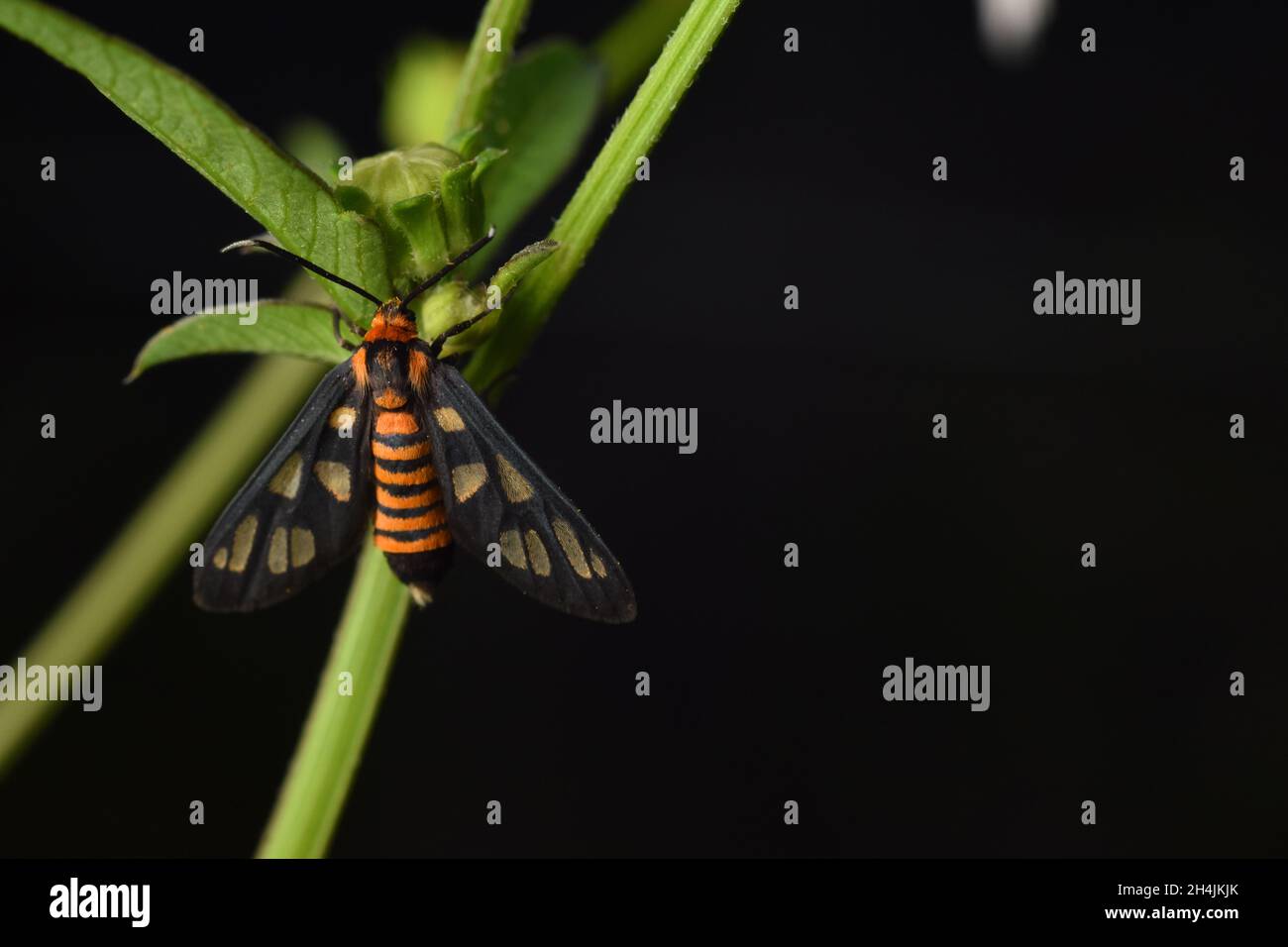 Close up photo of wasp moth (Amata huebneri Stock Photo - Alamy