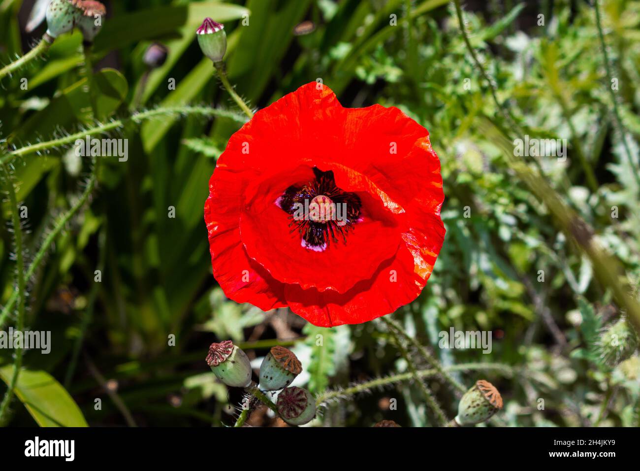Red Poppy Flower in nature Stock Photo - Alamy