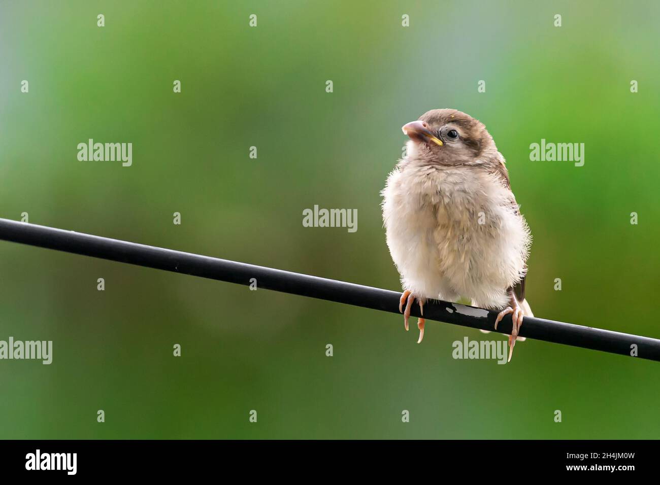 Tree baby sparrow sitting on the electric wire is eating food from its ...