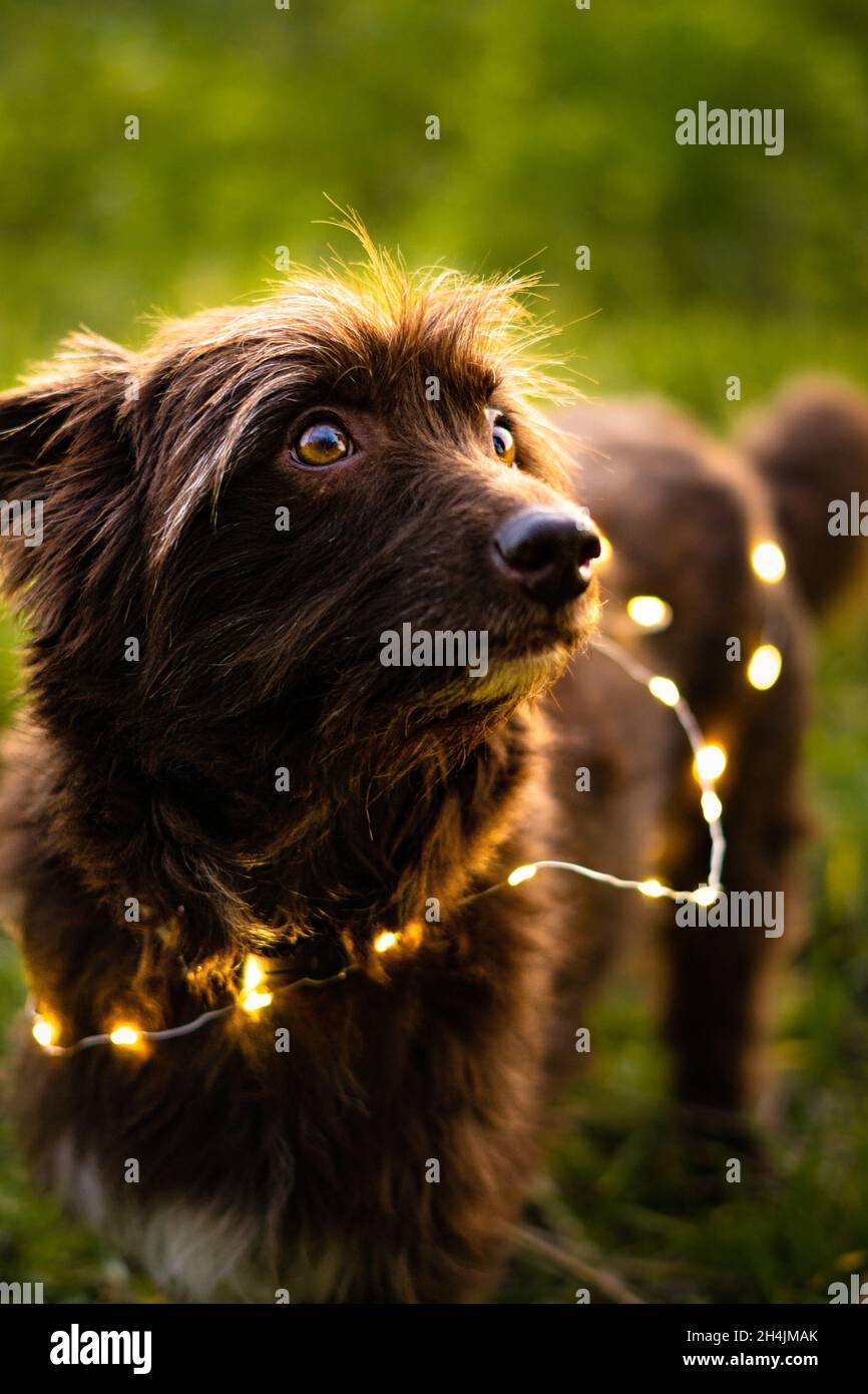 Cute brown fluffy dog portrait with yellow eyes and the blurred ...