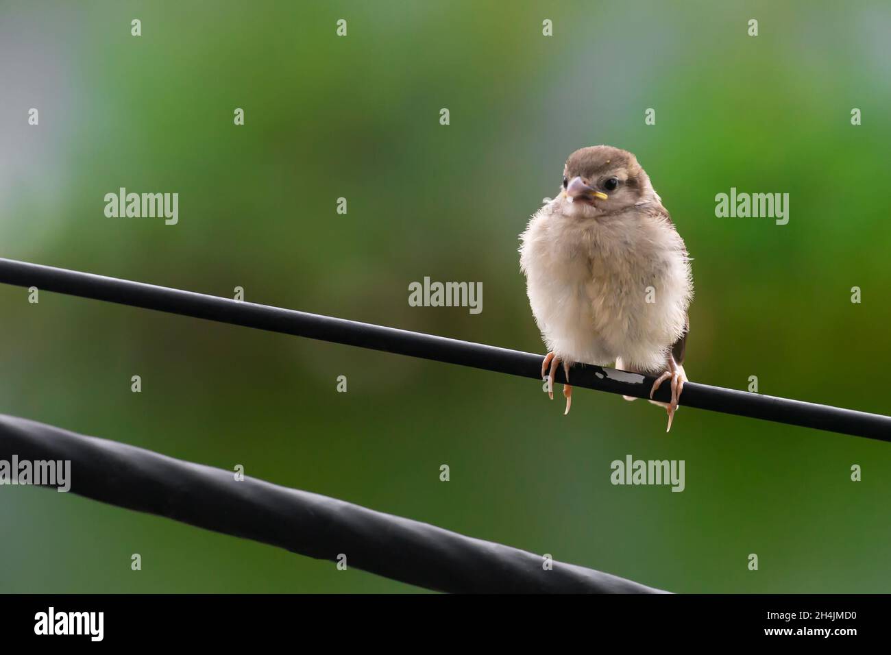 Tree baby sparrow sitting on the electric wire is eating food from its ...