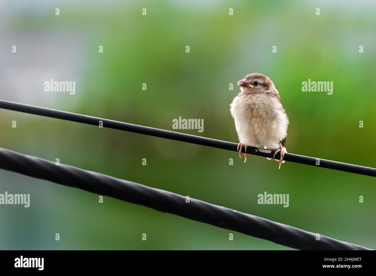 Tree baby sparrow sitting on the electric wire is eating food from its ...