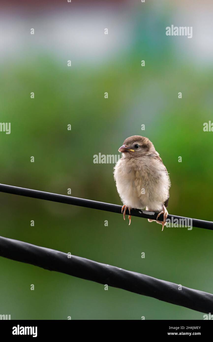 Tree baby sparrow sitting on the electric wire is eating food from its ...