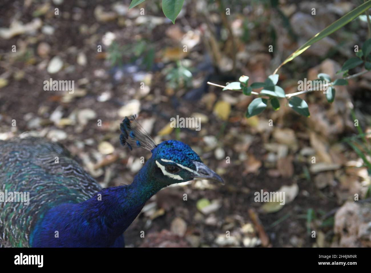 Indian peafowl in its natural habitat Stock Photo - Alamy