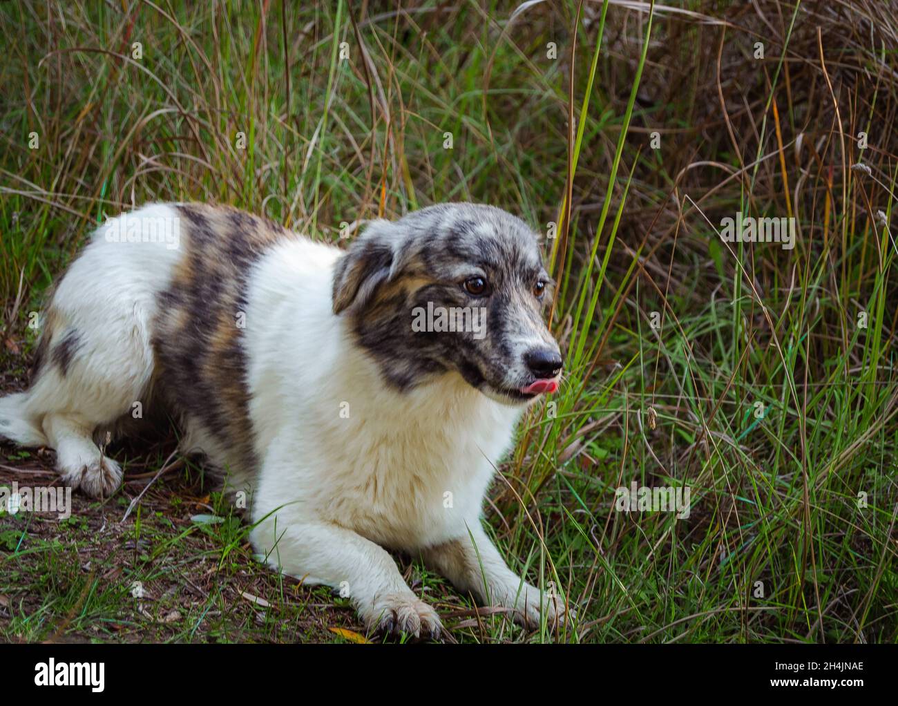 Posing with dog hi-res stock photography and images - Alamy