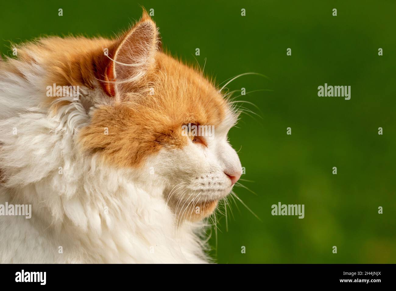 Furry cat hi-res stock photography and images - Alamy