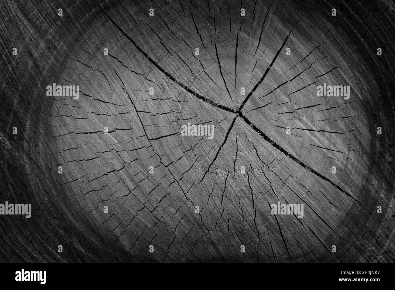 texture of cut tree trunk Stock Photo - Alamy