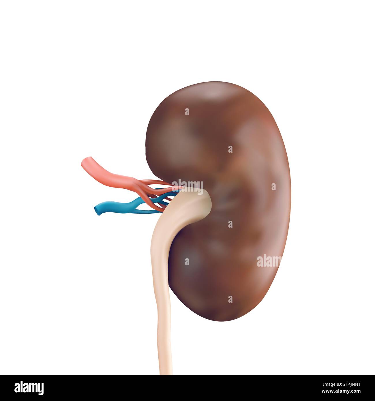 Real human kidney anatomy hi-res stock photography and images - Alamy