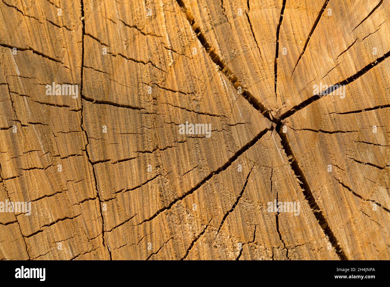 texture of cut tree trunk Stock Photo - Alamy