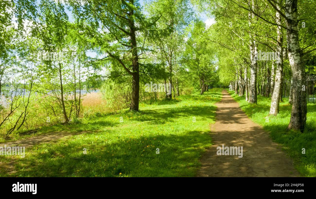 Birch alley along road hi-res stock photography and images - Alamy