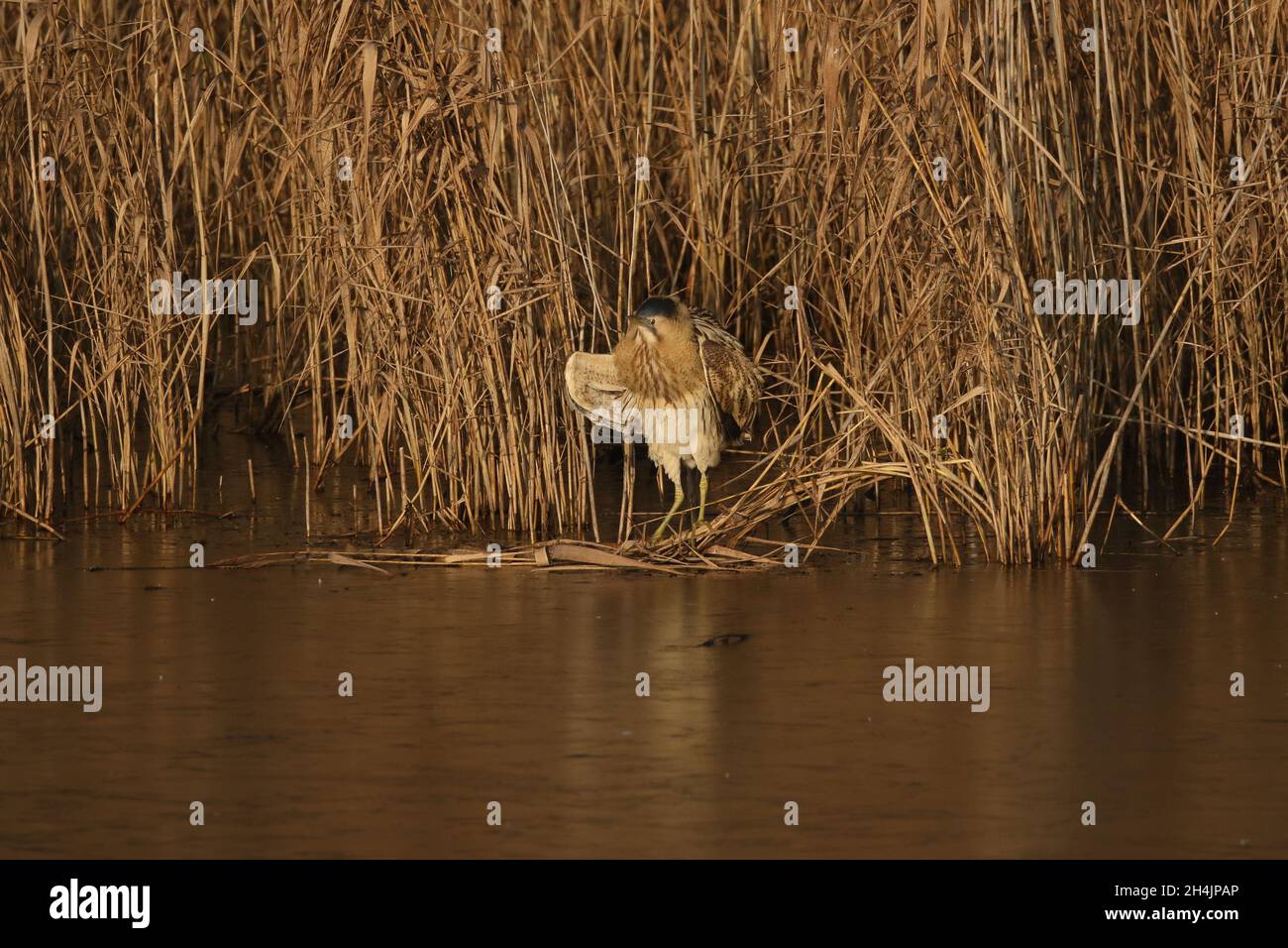 a secretive, skulking bird of reedbeds Stock Photo - Alamy
